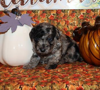 Poodle breeder Teacup Poodles, Merle Poodle puppies for sale