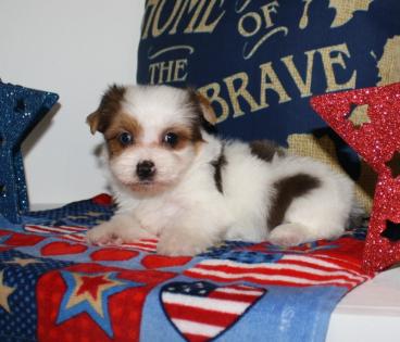 Tradional Yorkies, Merle Yorkie puppies for sale