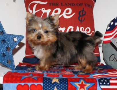 Tradional Yorkies, Merle Yorkie puppies for sale