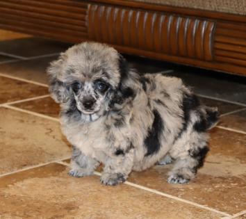 Poodle breeder Teacup Poodles, Merle Poodle puppies for sale
