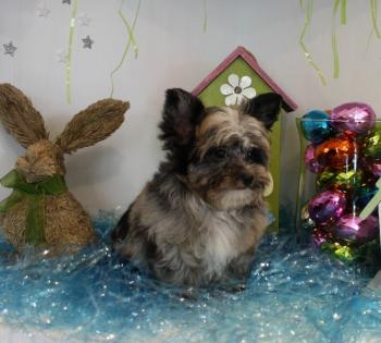 Merle Yorkiepoo puppies, Teacup Yorkie poo for sale