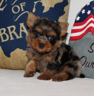 Tradional Yorkies, Merle Yorkie puppies for sale