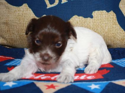 Merle Yorkiepoo puppies, Teacup Yorkie poo for sale