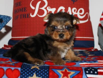 Tradional Yorkies, Merle Yorkie puppies for sale