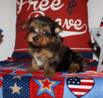 Tradional Yorkies, Merle Yorkie puppies for sale