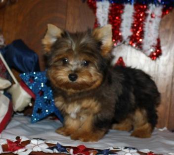 Tradional Yorkies, Merle Yorkie puppies for sale