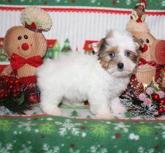 Tradional Yorkies, Merle Yorkie puppies for sale