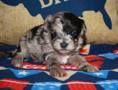 Merle Yorkiepoo puppies, Teacup Yorkie poo for sale