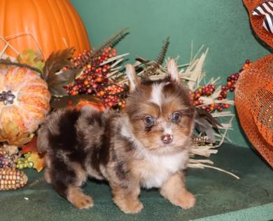 Tradional Yorkies, Merle Yorkie puppies for sale