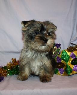 Tradional Yorkies, Merle Yorkie puppies for sale