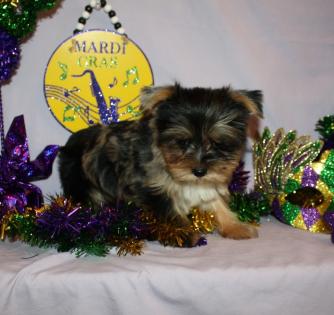 Tradional Yorkies, Merle Yorkie puppies for sale