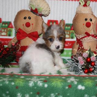 Tradional Yorkies, Merle Yorkie puppies for sale