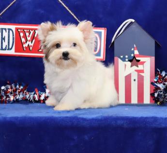 Tradional Yorkies, Merle Yorkie puppies for sale