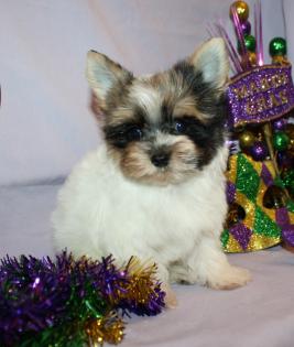 Tradional Yorkies, Merle Yorkie puppies for sale