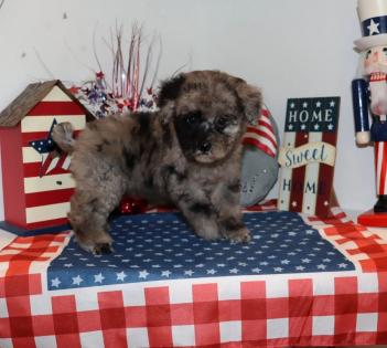 Poodle breeder Teacup Poodles, Merle Poodle puppies for sale