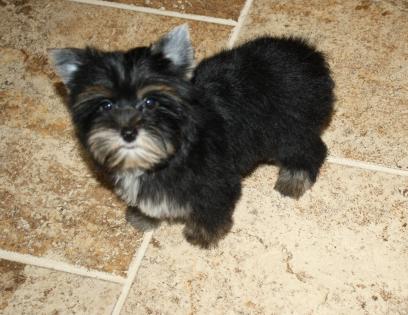 Tradional Yorkies, Merle Yorkie puppies for sale