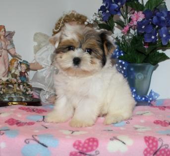 Tradional Yorkies, Merle Yorkie puppies for sale