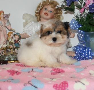 Tradional Yorkies, Merle Yorkie puppies for sale