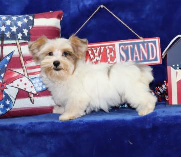 Tradional Yorkies, Merle Yorkie puppies for sale