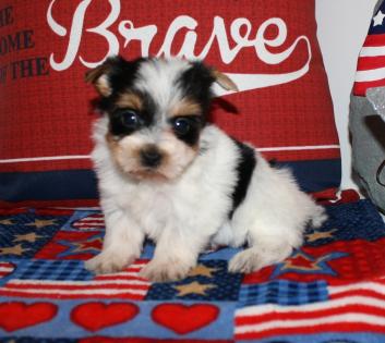 Tradional Yorkies, Merle Yorkie puppies for sale