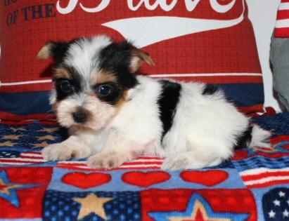 Tradional Yorkies, Merle Yorkie puppies for sale
