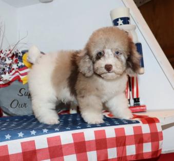 Poodle breeder Teacup Poodles, Merle Poodle puppies for sale