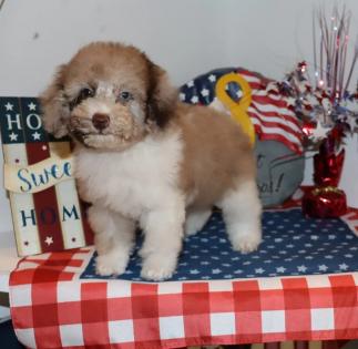 Poodle breeder Teacup Poodles, Merle Poodle puppies for sale
