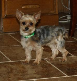 Tradional Yorkies, Merle Yorkie puppies for sale
