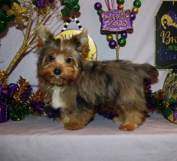 Tradional Yorkies, Merle Yorkie puppies for sale