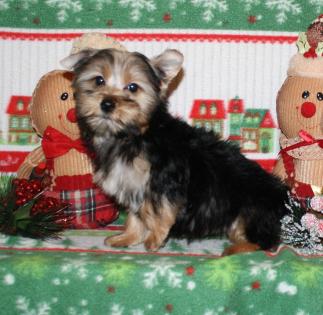 Tradional Yorkies, Merle Yorkie puppies for sale